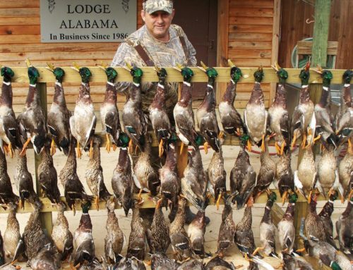 Duck Alabama hunts - Alabama Exotic Hunts